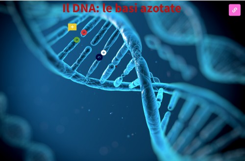 Il DNA: le basi azotate | Genially
