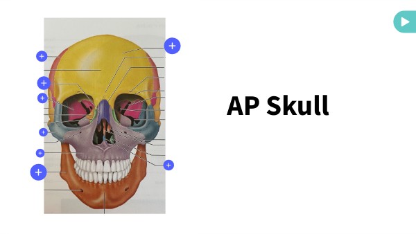 AP Skull