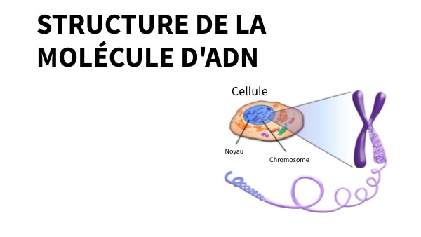 Quizz interactif structure de l'ADN | Genially