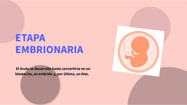 ETAPA EMBRIONARIA | Genially