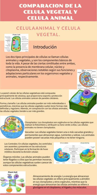 INFO VERTICAL CÉLULAS