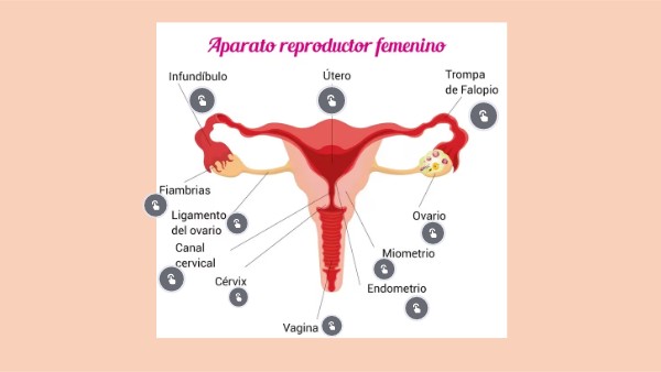 ORGANO REPRODUCTOR FEMENINO | Genially
