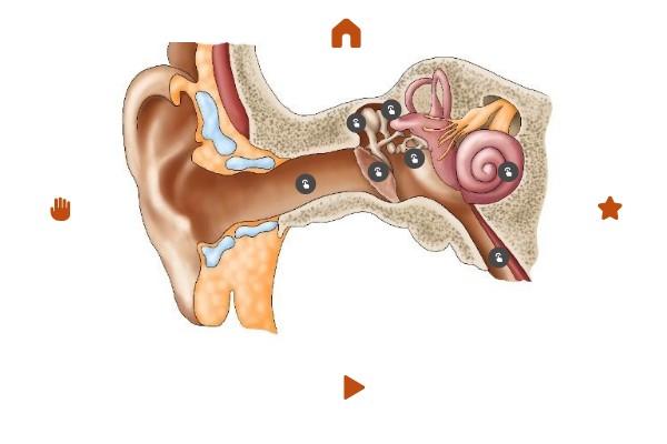 Come funziona l'udito?