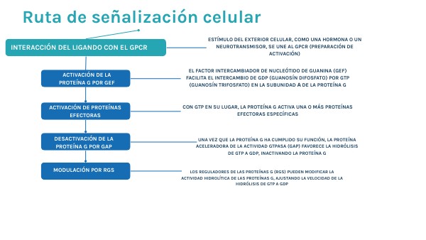 Ruta de señalización celular | Genially