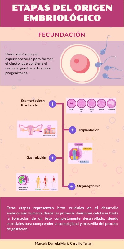 Etapas del origen embriológico | Genially