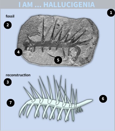 Hallucigenia Interactive Image Presentation | Genially