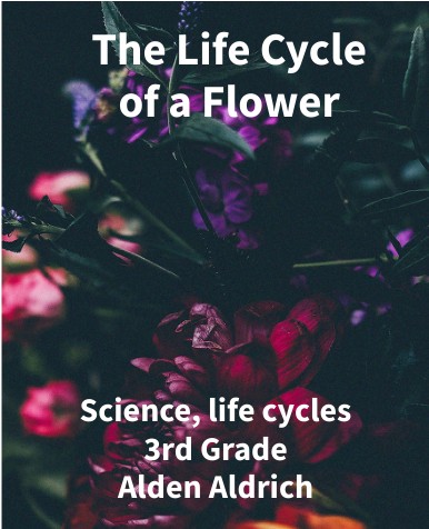 Plant Life Cycle | Genially