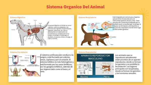 sistema orgánico animal | Genially