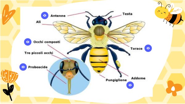 Anatomia dell'Ape | Genially