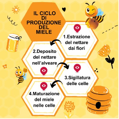 Il ciclo di produzione del miele | Genially