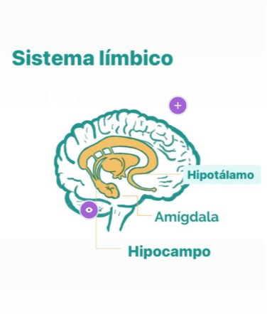Sistema Límbico Y Amígdala Genially