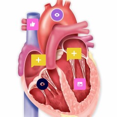scopri il cuore | Genially