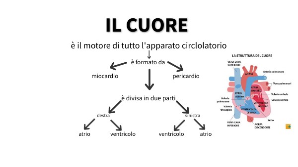 Il cuore | Genially