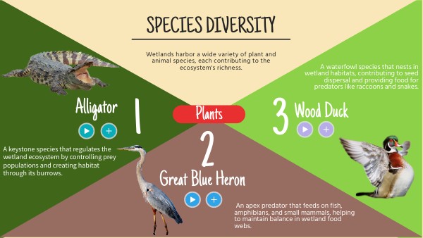 Wetlands Species Diversity | Genially