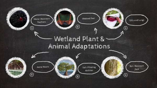 Wetland adaptations