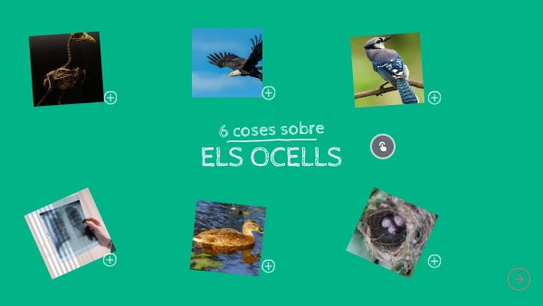 ELS OCELLS | Genially