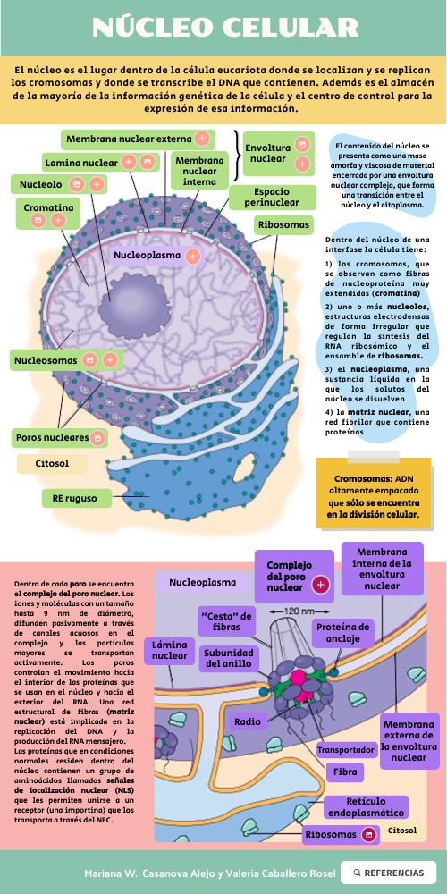 Infografía del núcleo celular | Genially