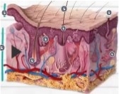A constituição da pele