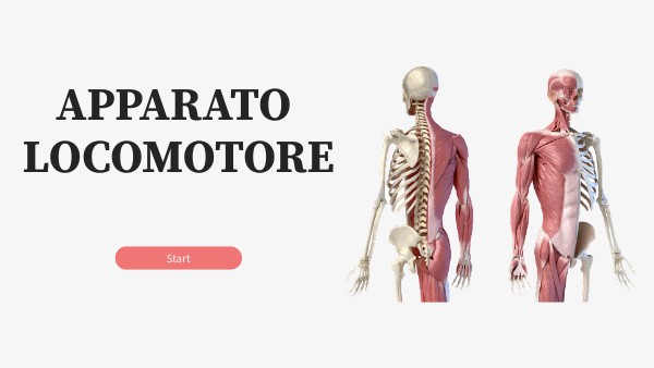 apparato locomotore