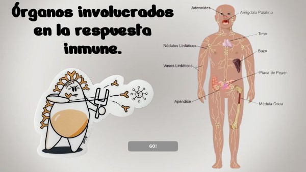 Organos sistema inmune | Genially