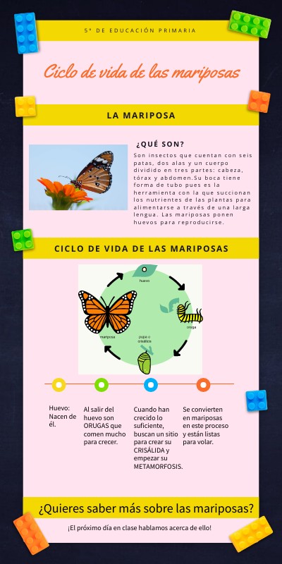 Ciclo De Vida De Un Huevo De Mariposa Cartel Del Ciclo De Vida De La