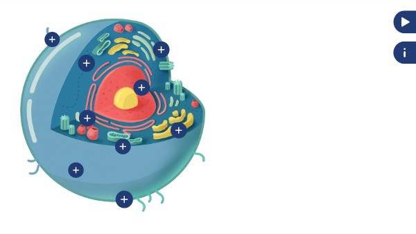 Poster interattivo cellula | Genially