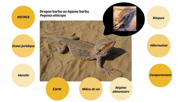 Présentation essentielle