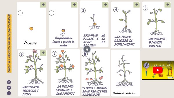 Fasi di crescita delle piante | Genially