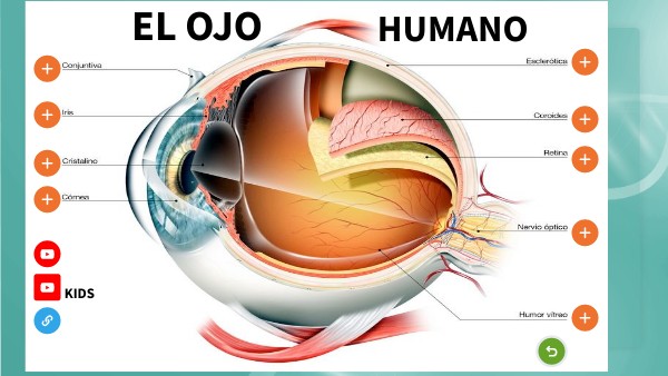 PARTES DEL OJO Y FUNCIONAMIENTO