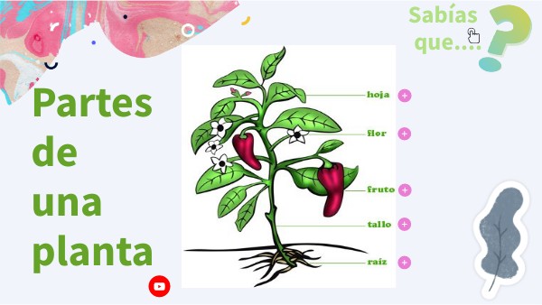 Partes de la planta | Genially