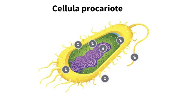 Cellula Procariote | Genially