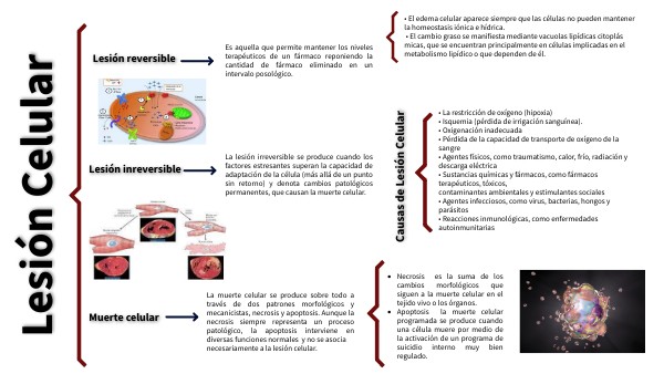 Lesion Celular Carlos Serrano | Genially