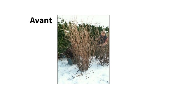 Taille du cassissier avant après