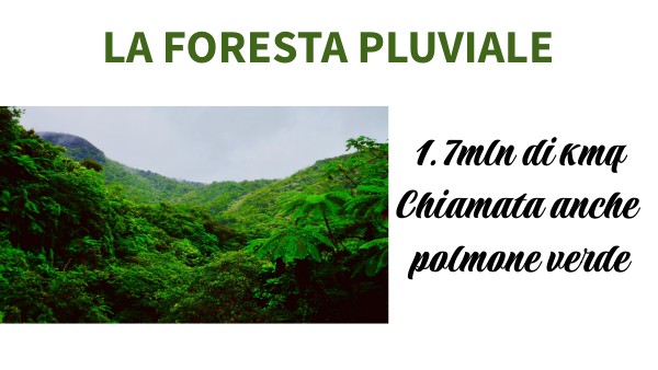 La Foresta Pluviale | Genially
