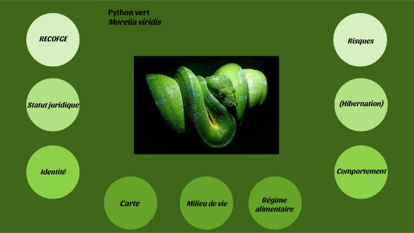 fiche morelia viridis
