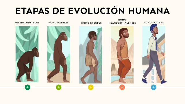 ETAPAS DE EVOLUCIÓN HUMANA | Genially