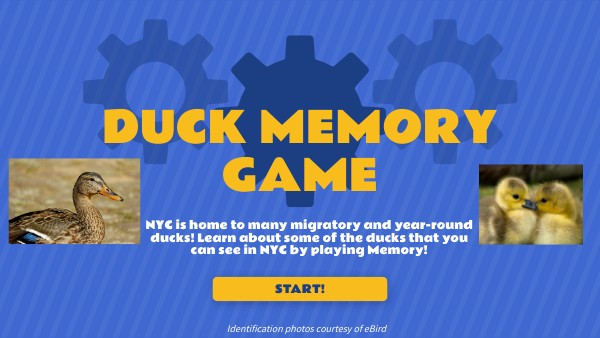 Duck Species Memory Game | Genially