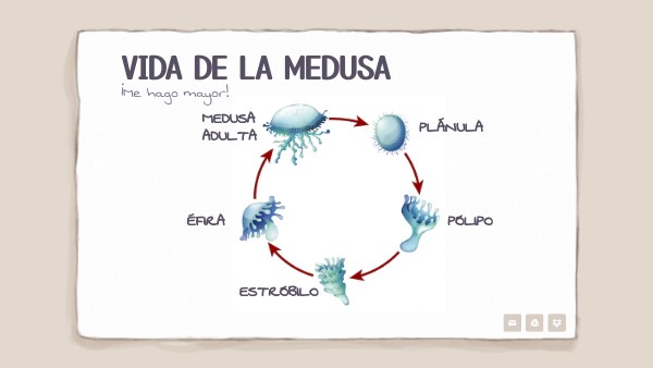 CICLO VIDA MEDUSA | Genially