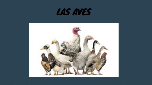 Presentación Aves | Genially