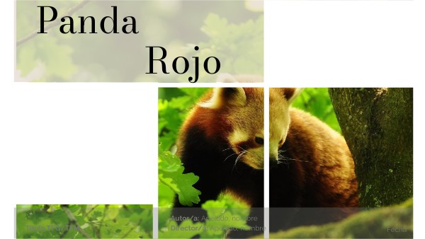 Biologia, Panda Rojo
