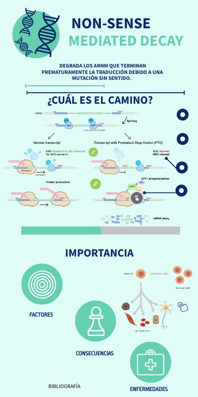 NON-SENSE MEDIATED DECAY