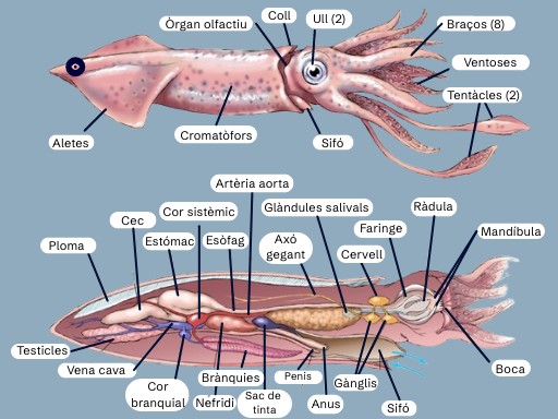 FISIOLOGIA ANIMAL: Loligo vulgaris