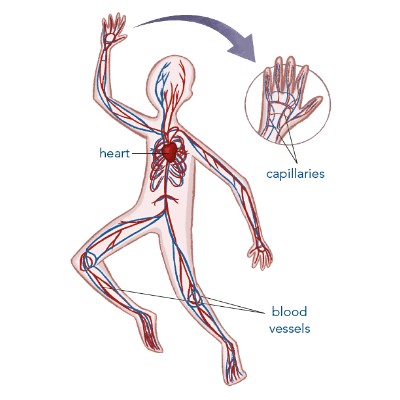 Circulatory system | Genially