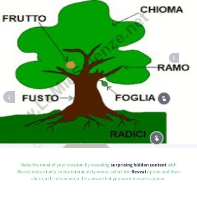 LE PARTI DELLA PIANTA