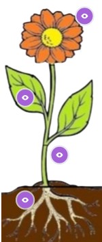 Les parties d'une fleur | Genially