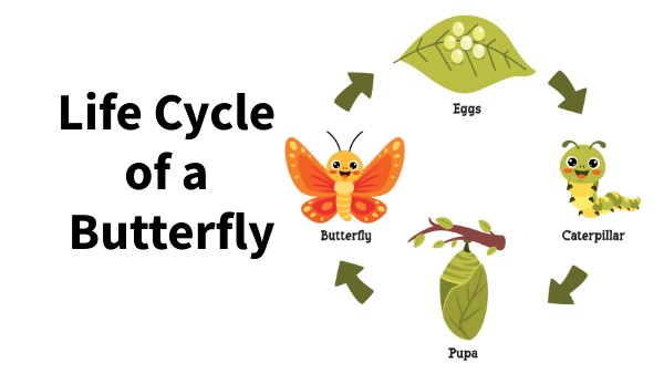 Life Cycle of a Butterfly | Genially