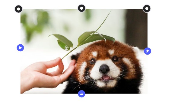 mi animal favorito El Panda Rojo