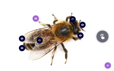 ANATOMIA DELLE API | Genially