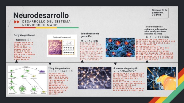 LINEA DEL TIEMPO PROCESO DEL NEURODESARROLLO | Genially
