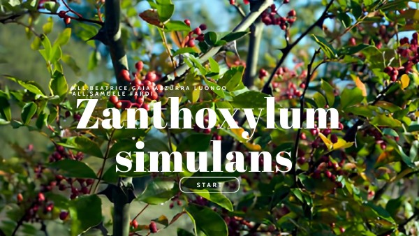 zanthoxylum simulans